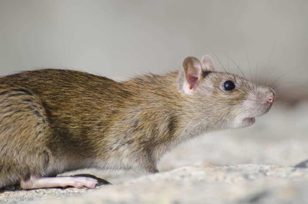 How Much Do Rat Removal Services Cost in Sacramento